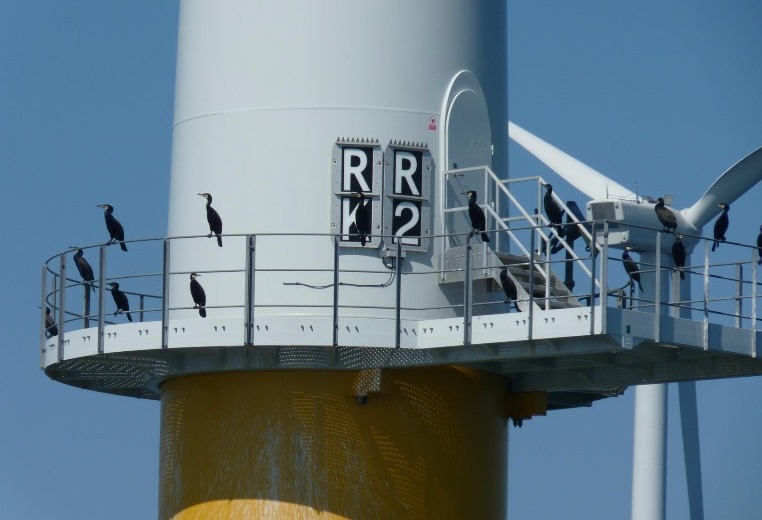 What’s been happening at Robin Rigg? An update | Solway Shore-walker