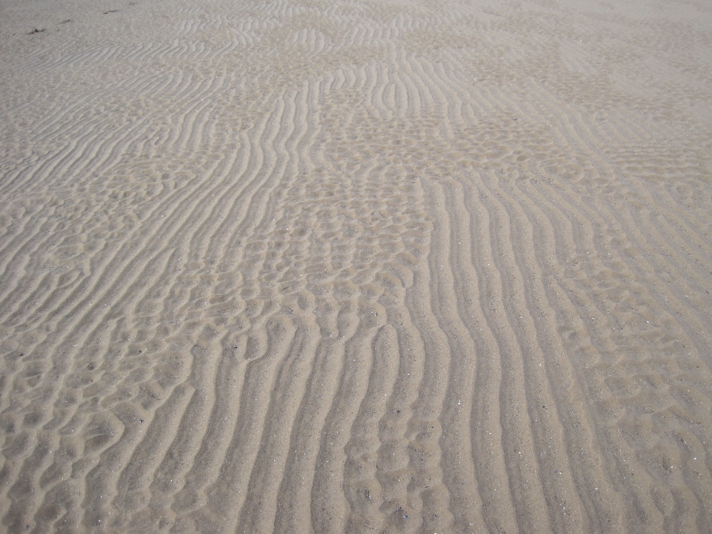 Some things I didn’t know about sand-ripples and the sea | Solway Shore ...