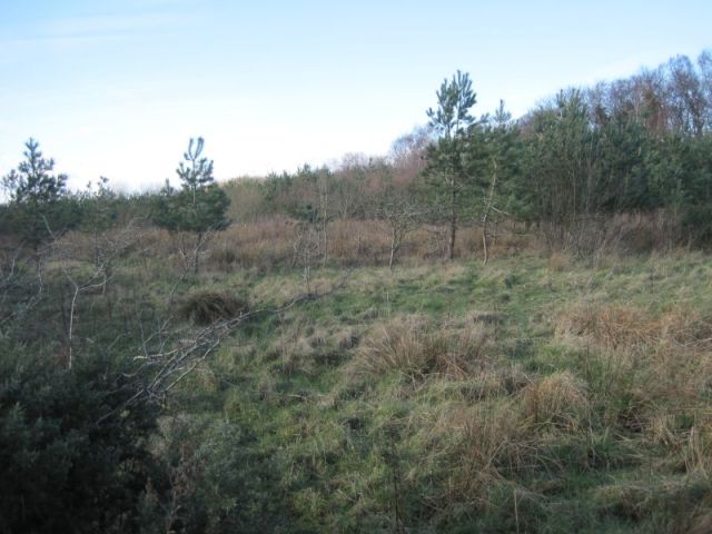 From ‘killing field’ to wetland and woods: Watchtree Nature Reserve ...