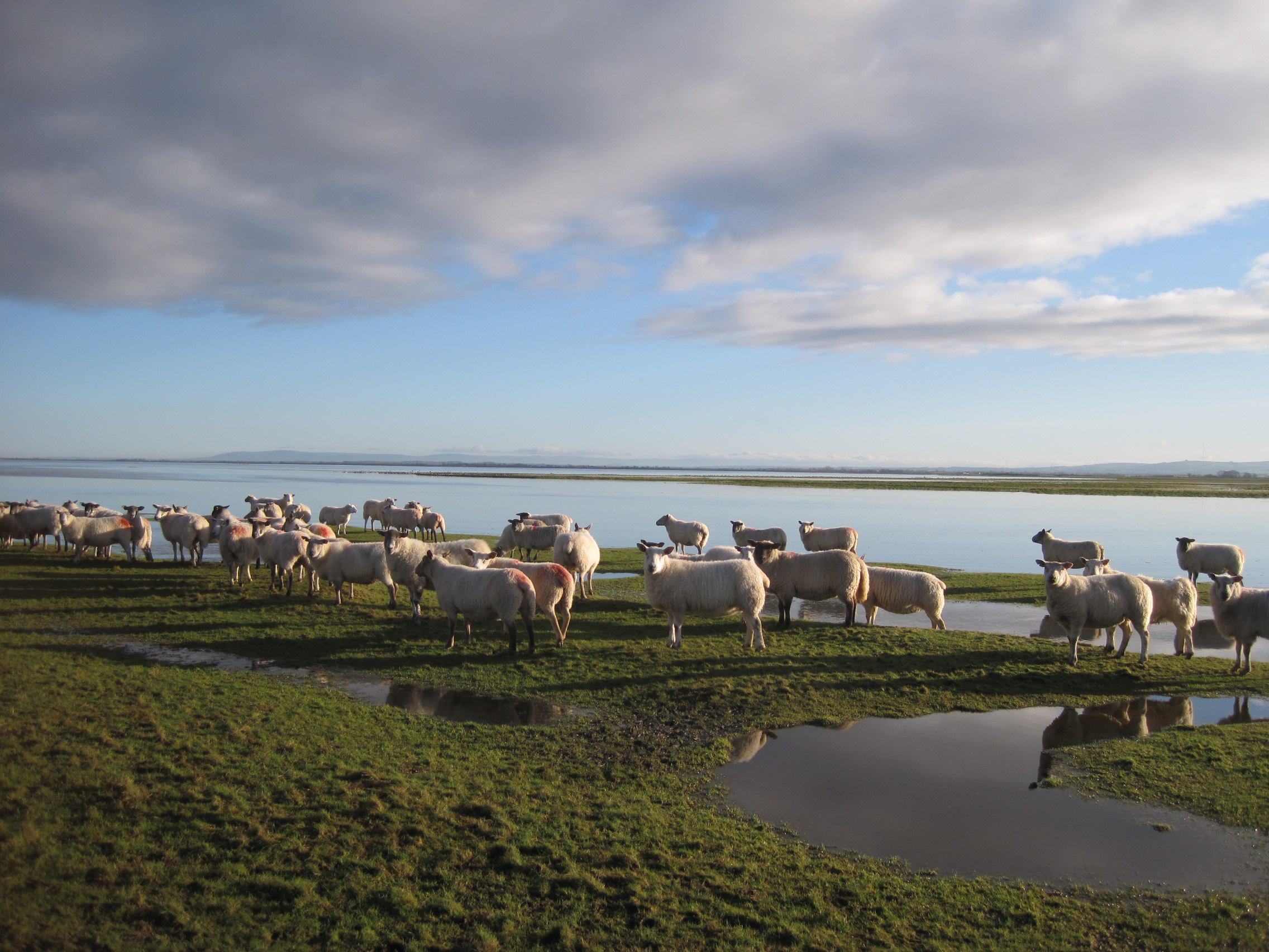 Sheep on a flooded saltmarsh, Grune Point, Moricambe Bay (AONB, SSSI ...