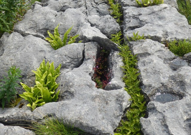 Limestone: ‘pavement’ plants | Solway Shore-walker