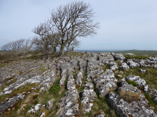 In limestone country: Clints Crags | Solway Shore-walker